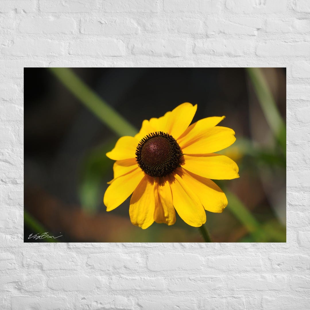 Single Yellow Black Eyed Susan Flower Photography: Poster and Canvas ...