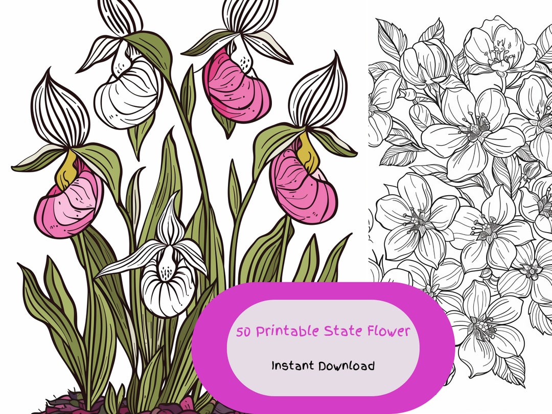 50 Printable State Flower Color Worksheets for Adults and Kids/coloring ...