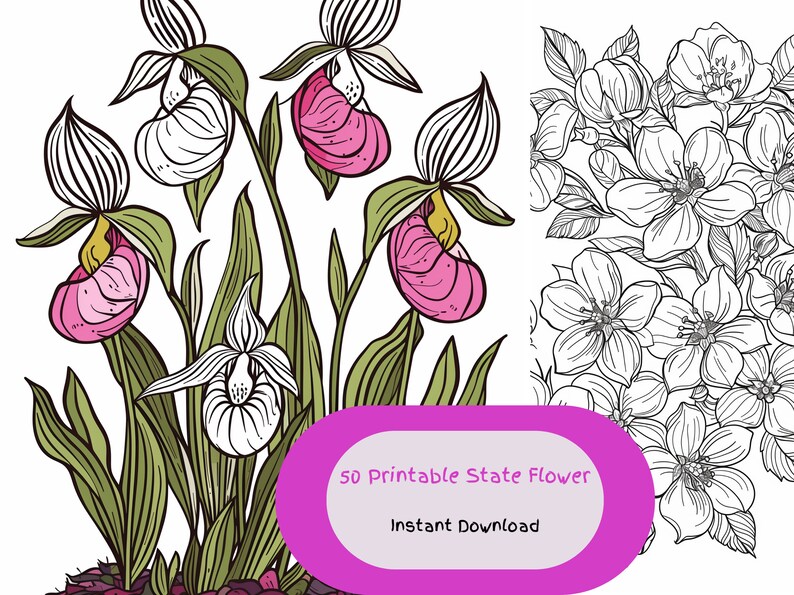 50 Printable State Flower Color Worksheets for Adults and Kids/coloring ...