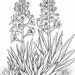 50 Printable State Flower Color Worksheets for Adults and Kids/coloring ...