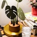 3d-printed Monstera Plant With Magnetic Detachable Leaves: Multi-use ...