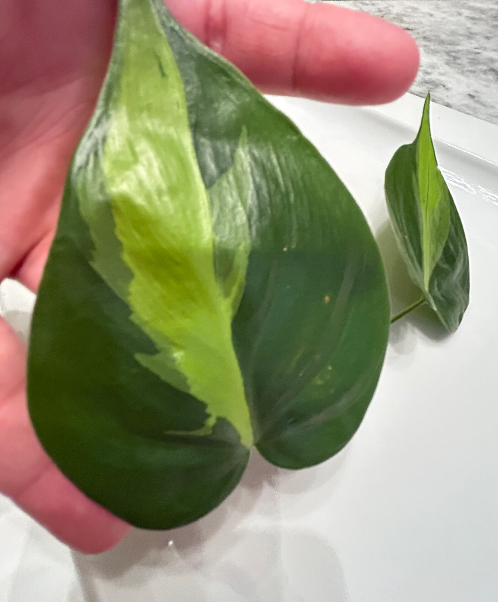Rare Brazilian Philodendron Scandens Brazil, Trailing Variegated ...