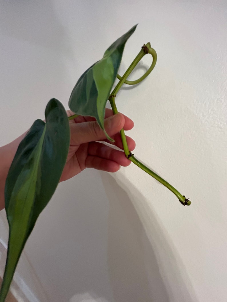 Rare Brazilian Philodendron Scandens Brazil, Trailing Variegated ...