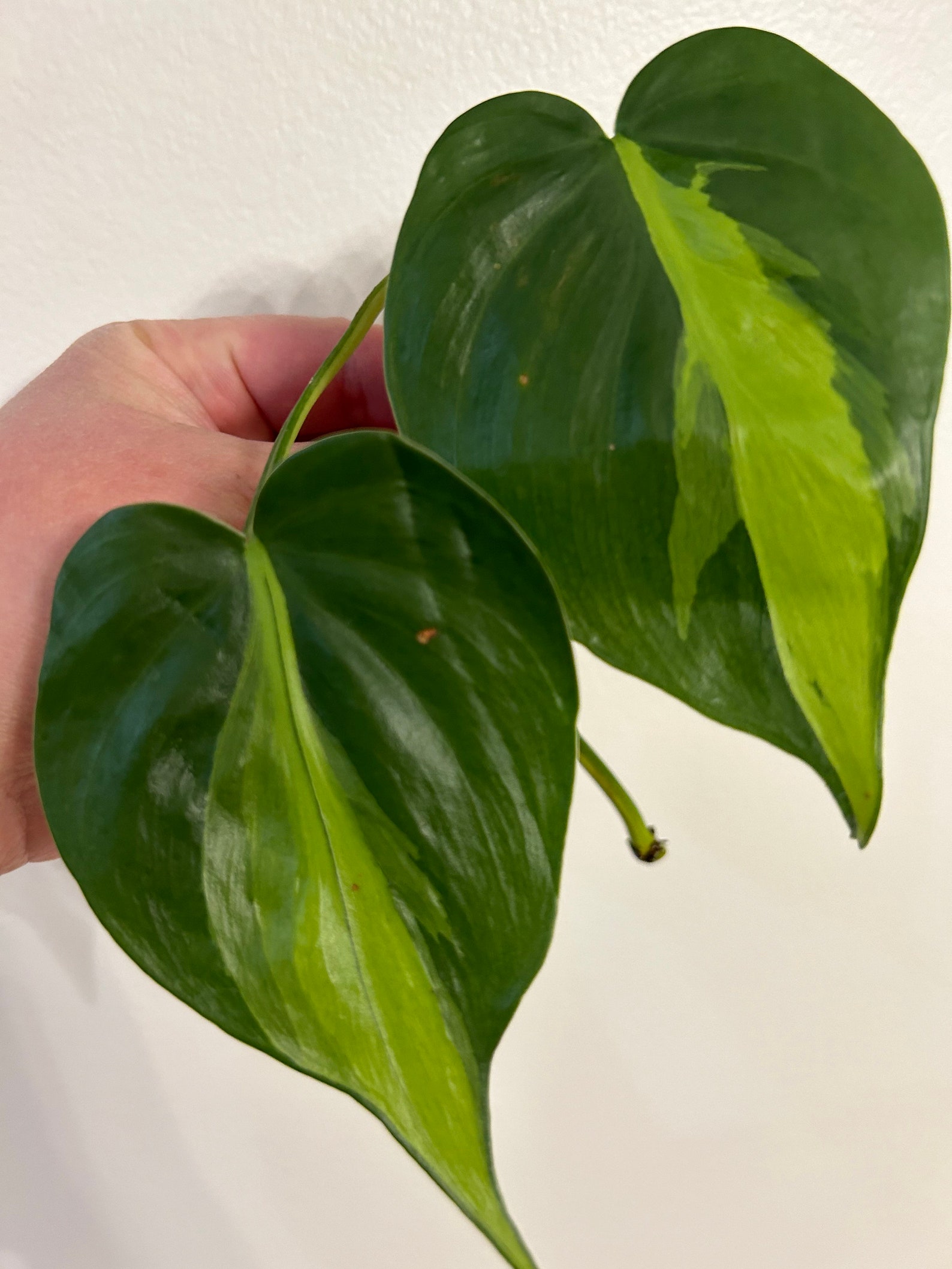 Rare Brazilian Philodendron Scandens Brazil, Trailing Variegated ...