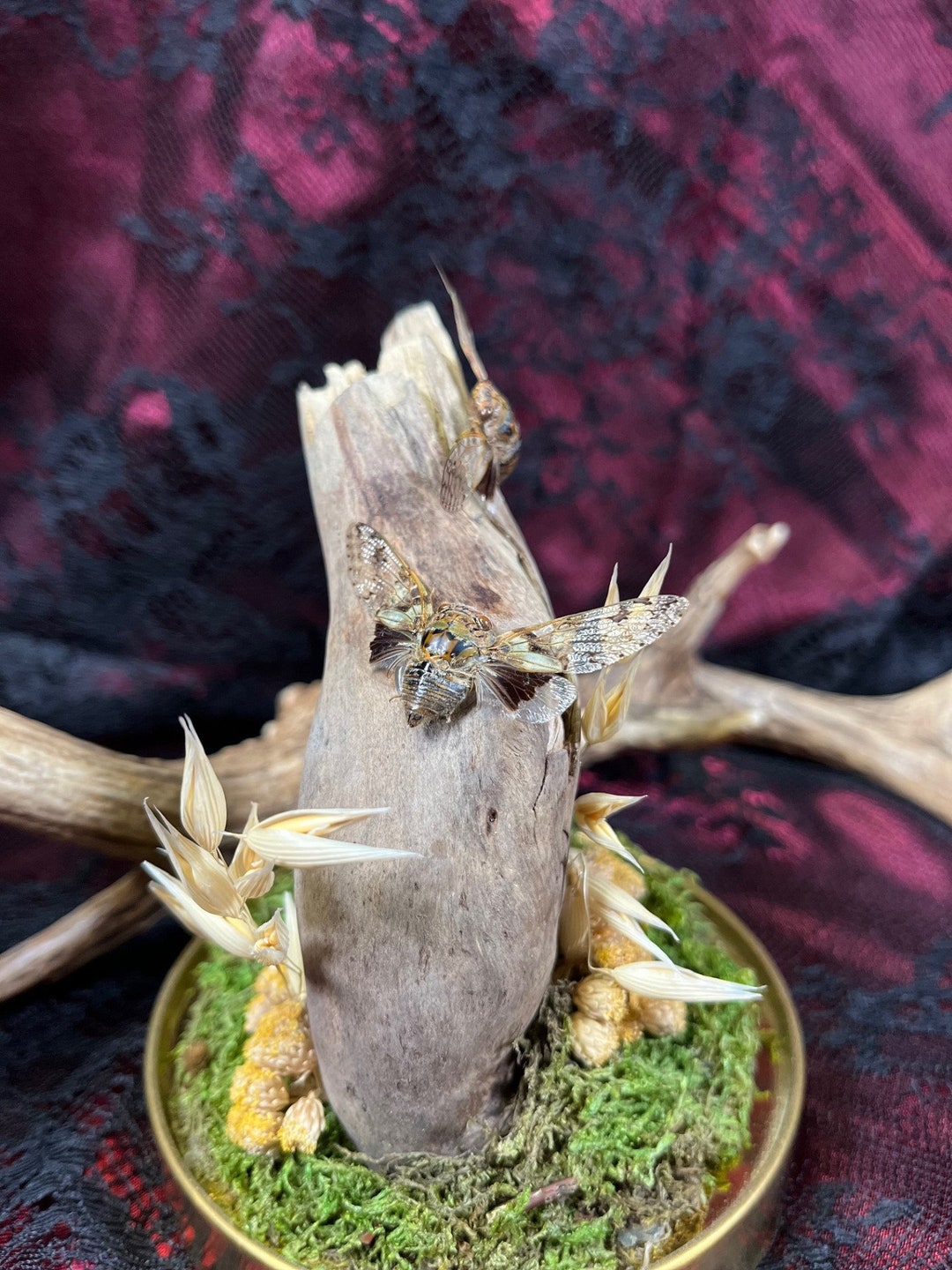 Cute Pair of Cicadas Under Dome in Nature Setting - Etsy