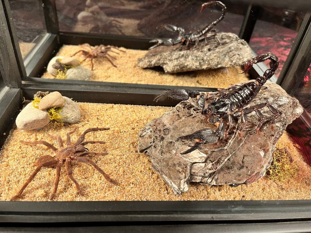 Fighting Scorpion and Tarantula in a Desert Setting Under Case - Etsy