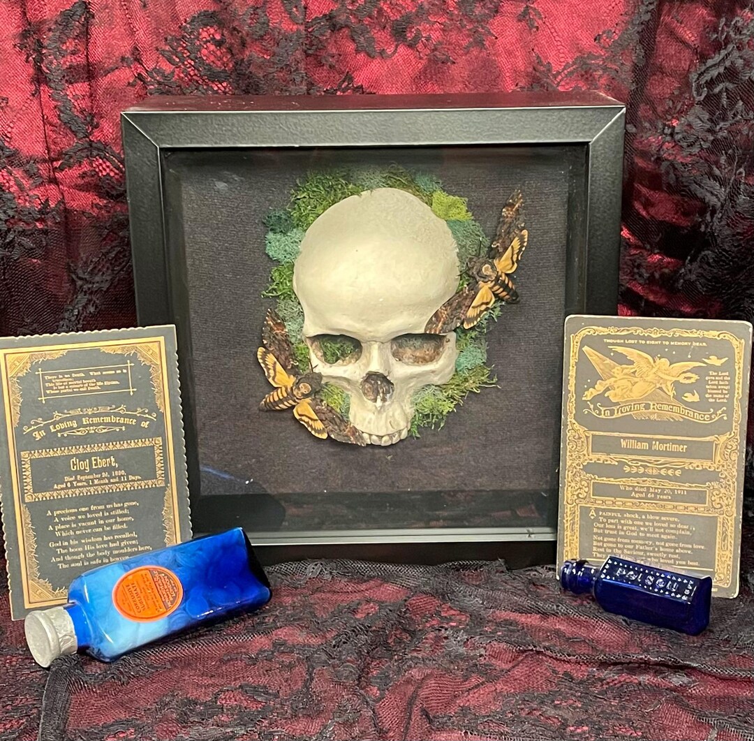 Human Skull Cast Dead Head Moth Shadowbox - Etsy
