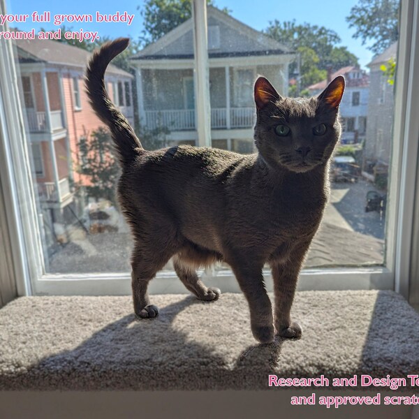 Cat Window Box - Etsy