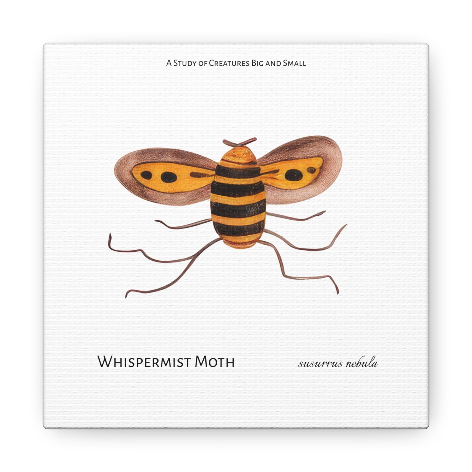 Whispermist Moth (susurrus Nebula) "a Study of Creatures Big and Small ...