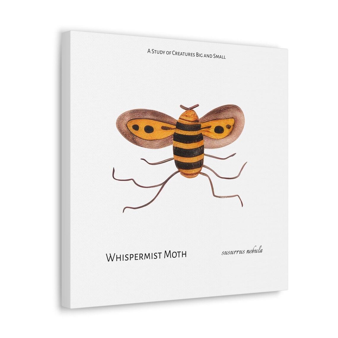 Whispermist Moth (susurrus Nebula) "a Study of Creatures Big and Small ...