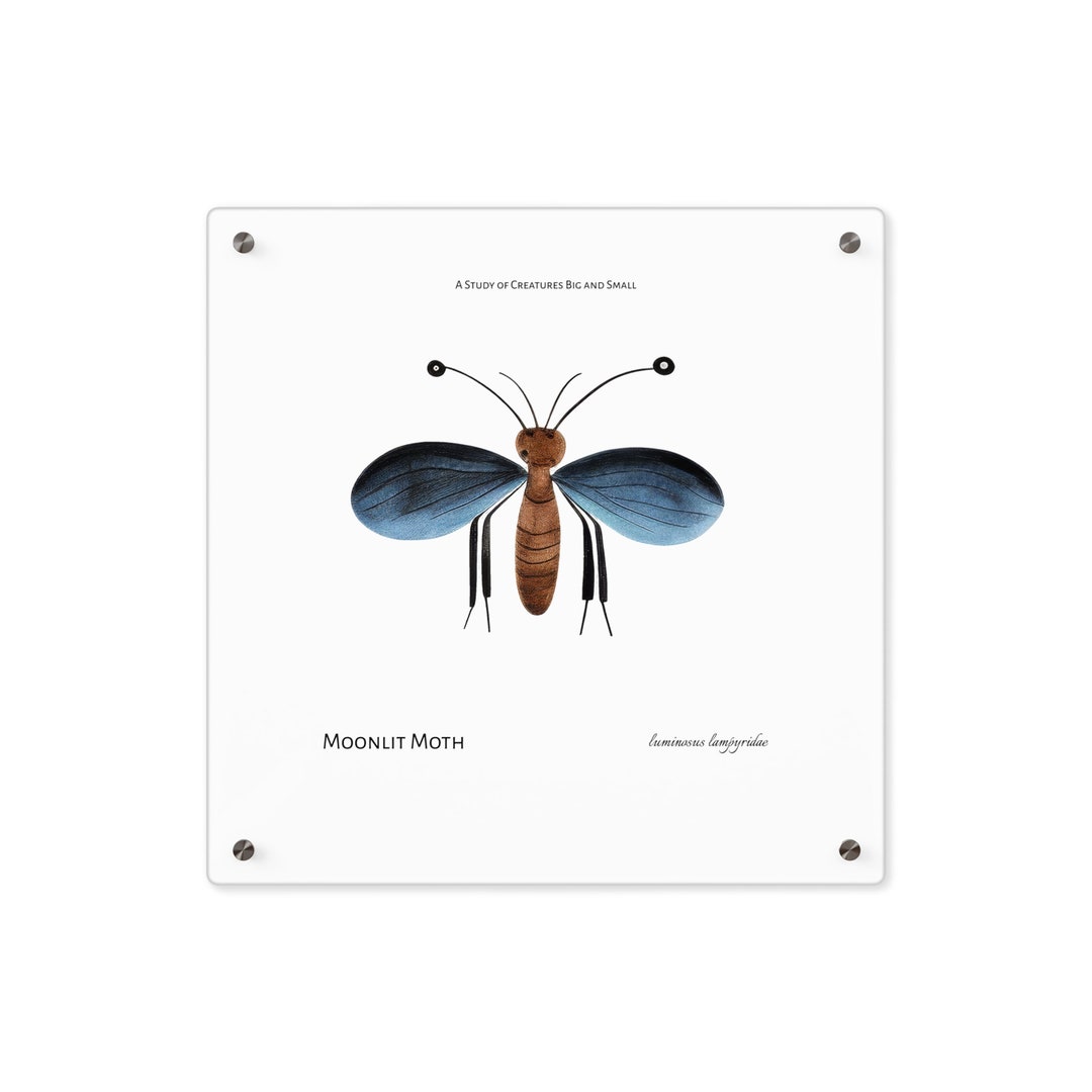 Moonlit Moth (lunaris Papilionis) "a Study of Creatures Big and Small ...
