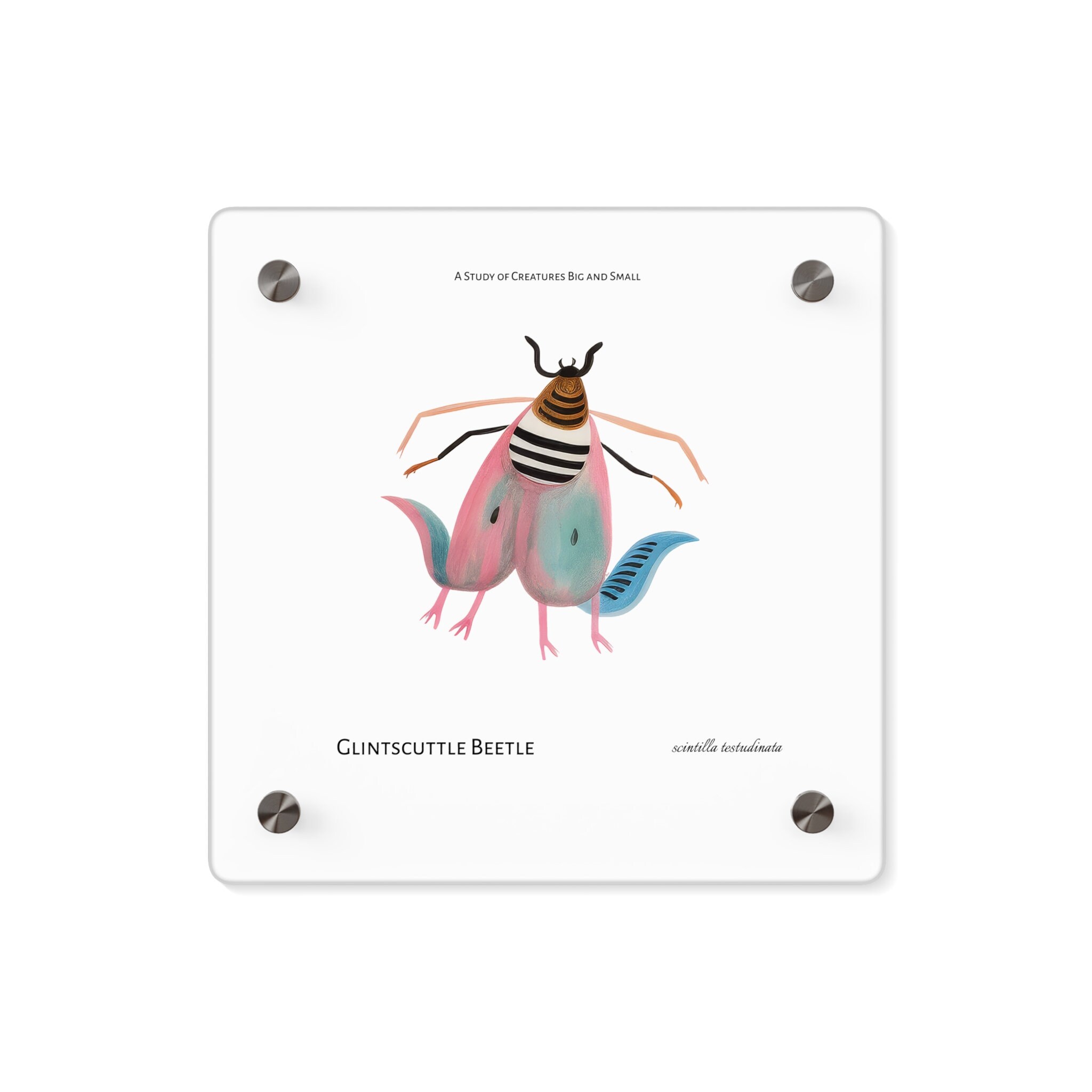 Glintscuttle Beetle (scintilla Cursor Coleoptera) "a Study of Creatures ...