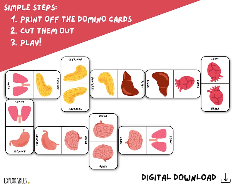 Human Anatomy Dominoes Game Digital Download Human Body Internal Organs ...