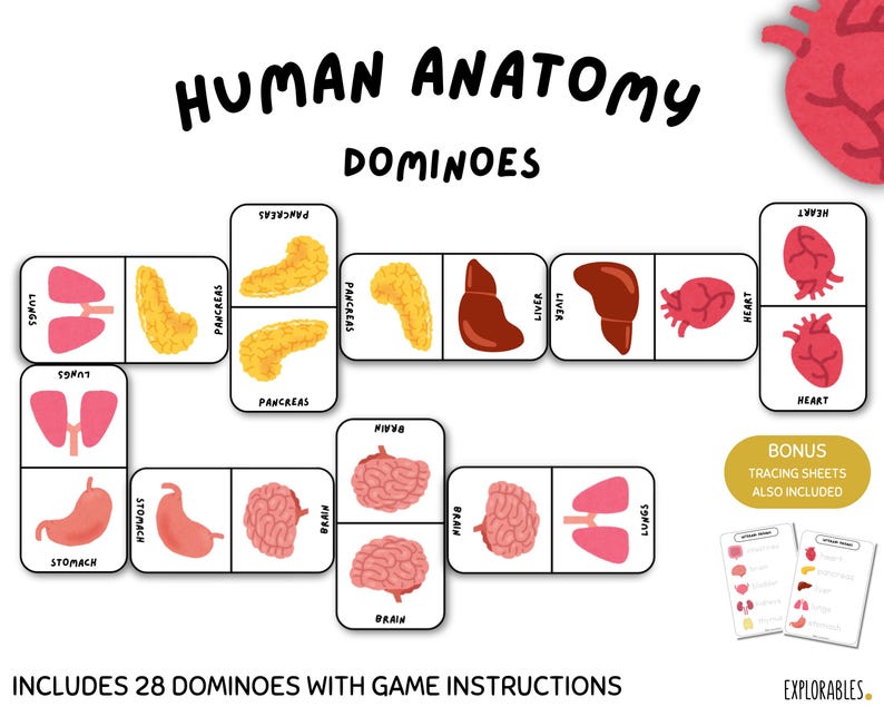 Human Anatomy Printable Dominoes Game Human Body Internal Organs ...