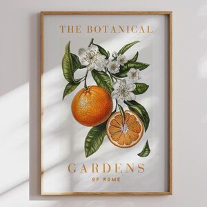 Mandarin Botanical Illustration Wall Art Vibrant Citrus Fruit Print ...