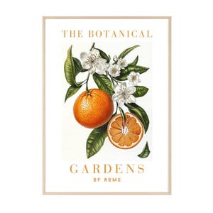 Mandarin Botanical Illustration Wall Art Vibrant Citrus Fruit Print ...