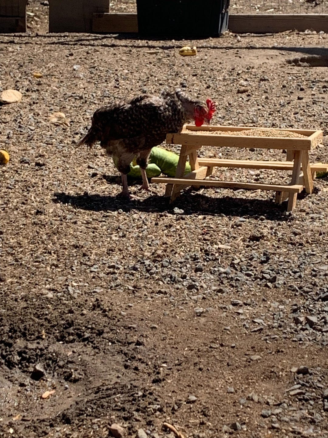 Picnic Feeder Table for Chickens or Birds - Etsy