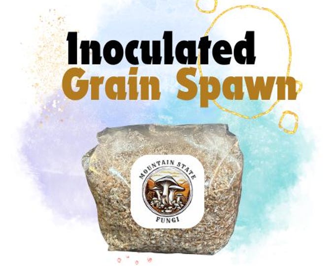 Inoculated Grain Spawn - 2lbs - Etsy