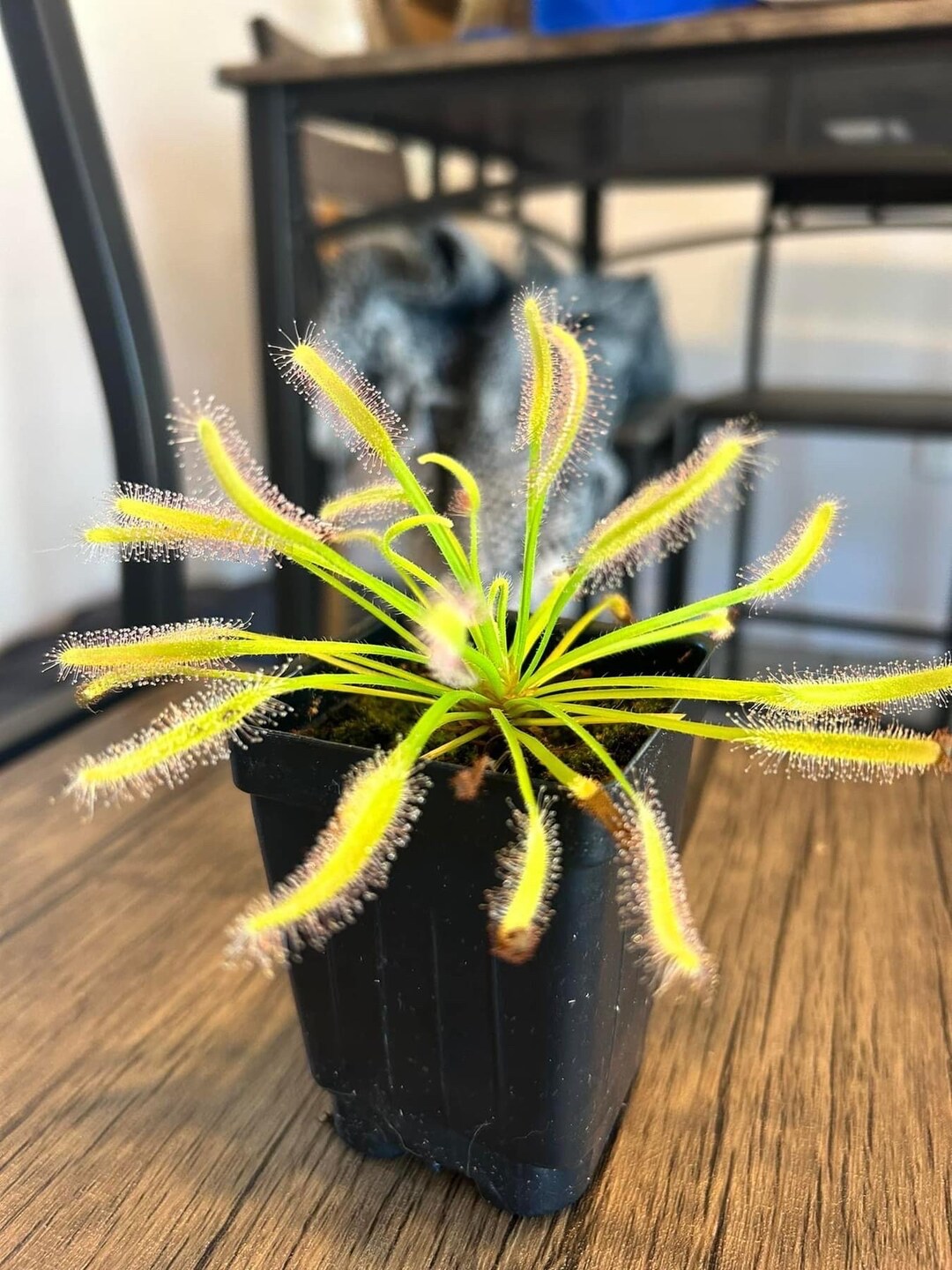 Drosera Capensis (alba) SEEDS - Etsy