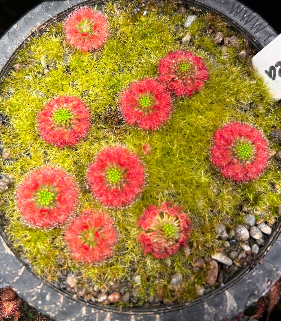 Drosera Palacea GEMMAE - Etsy