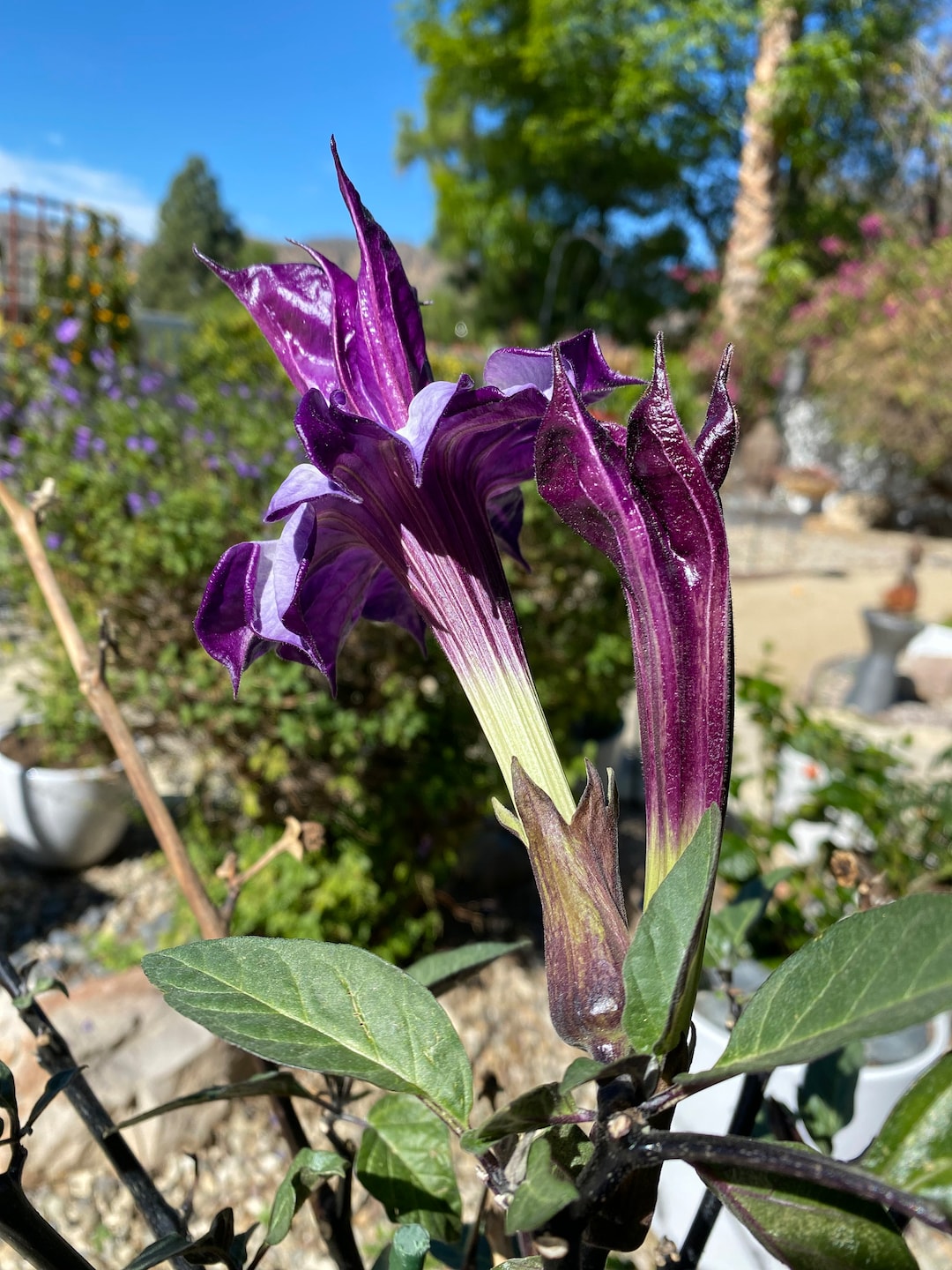 Rare Plant Purple Datura Devils Trumpet Seeds or Seed Pod - Etsy