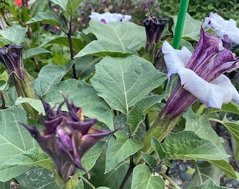 Rare Plant Purple Datura Devils Trumpet Plant Flowers THIS SEASON! - Etsy