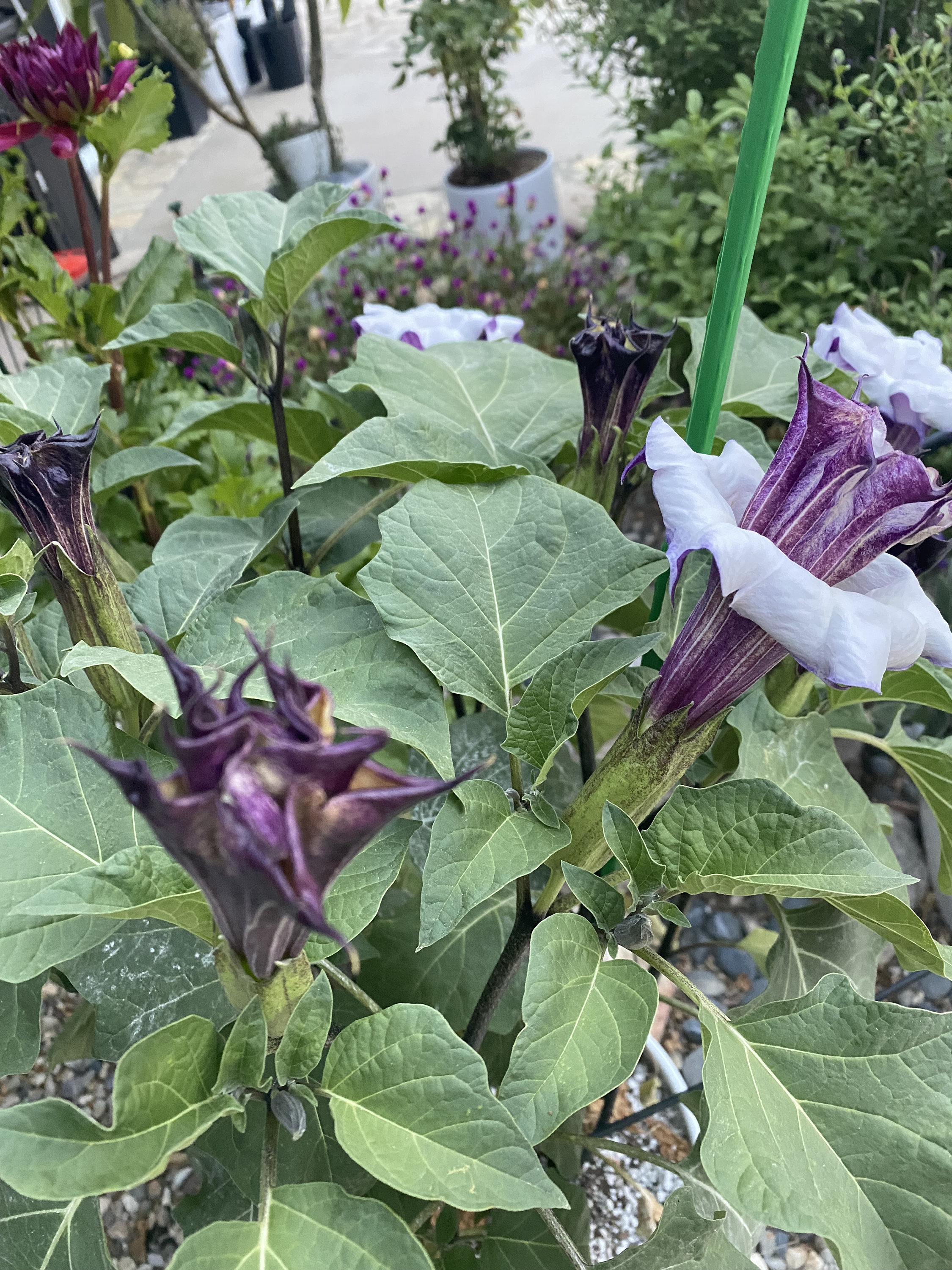 Rare Plant Purple Datura Devils Trumpet Seeds or Seed Pod - Etsy