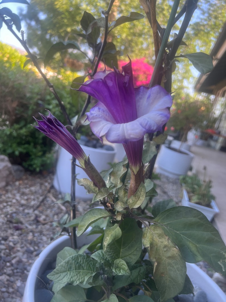 Rare Plant Purple Datura Devils Trumpet Seeds or Seed Pod - Etsy