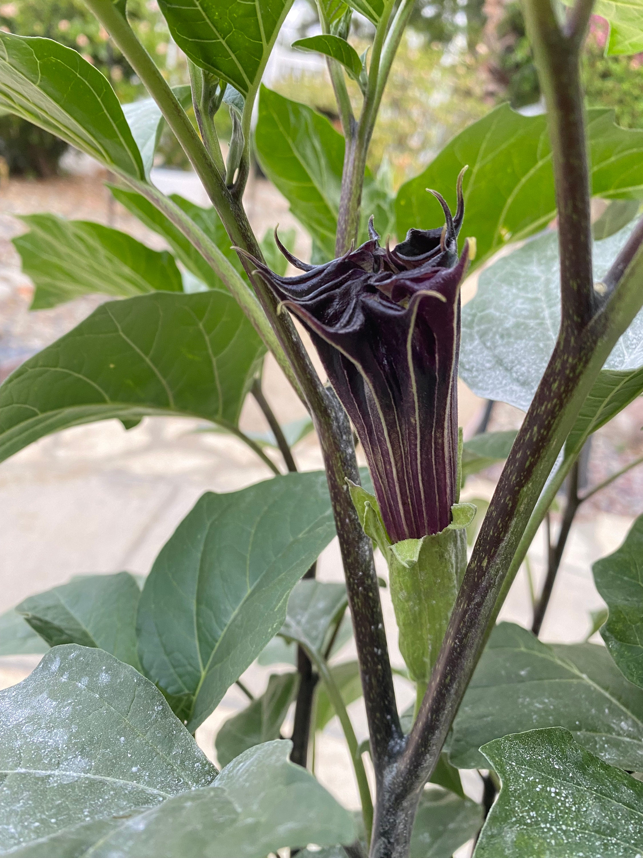 Rare Plant Purple Datura Devils Trumpet Seeds or Seed Pod - Etsy