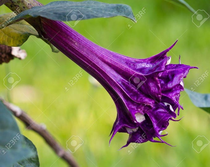 Rare Plant Purple Datura Devils Trumpet Plant Flowers THIS SEASON! - Etsy