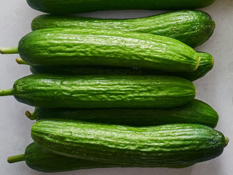 Beit Alpha Persian Cucumber Seeds - Organic Non GMO - FAST SHIP! Vining ...