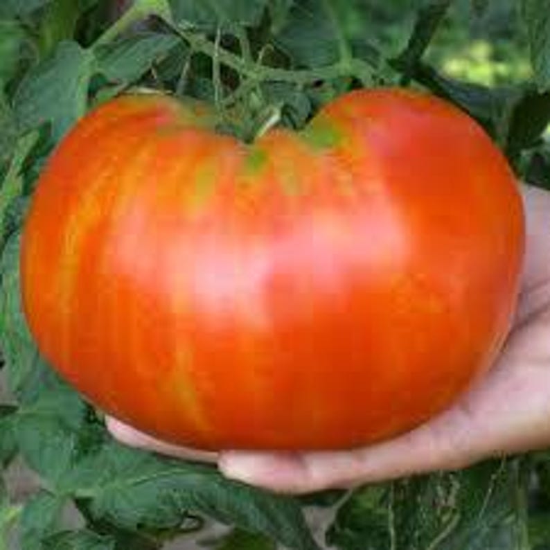 Tomato SUPERSTEAK Seeds - Organic Non GMO - Fast Ship! Vining Vegetable ...