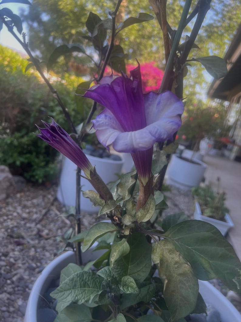 Rare Plant Purple Datura Devils Trumpet Seeds or Seed Pod - Etsy