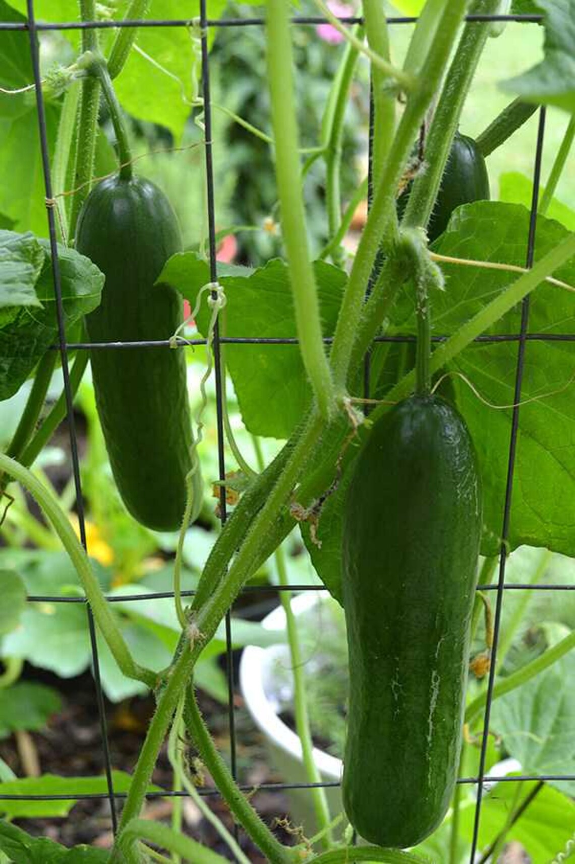 Beit Alpha Persian Cucumber Seeds - Organic Non GMO - FAST SHIP! Vining ...