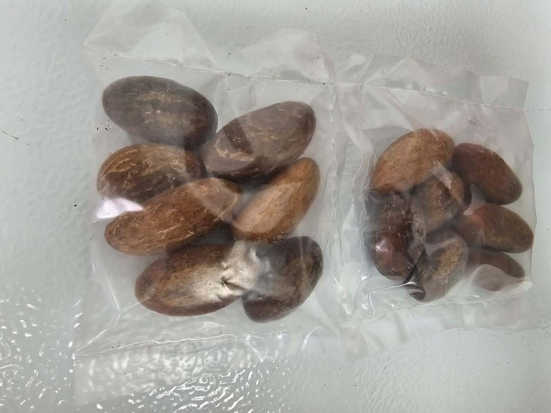 Bitter Kola (orogbo: Garcinia Kola) - Etsy