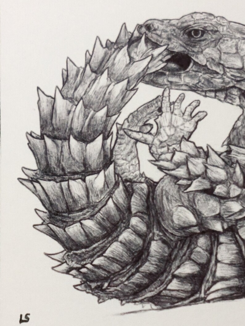 Armadillo Lizard Illustration, Mini Art Print. Reptile Ink Drawing, Ballpoint, Animal Artwork ...