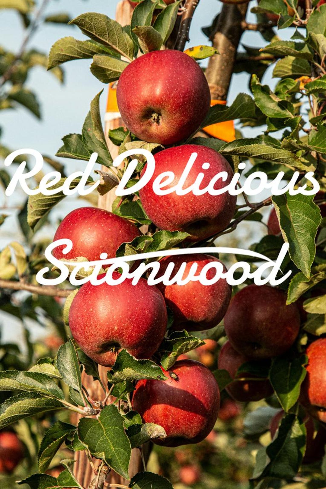 3 Red Delicious Apple Fruit Tree Scion / Cutting / Rooting / Grafting 8 ...