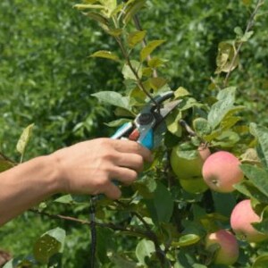 4 Red Delicious Apple Fruit Tree Scion / Cutting / Rooting / Grafting 8 ...
