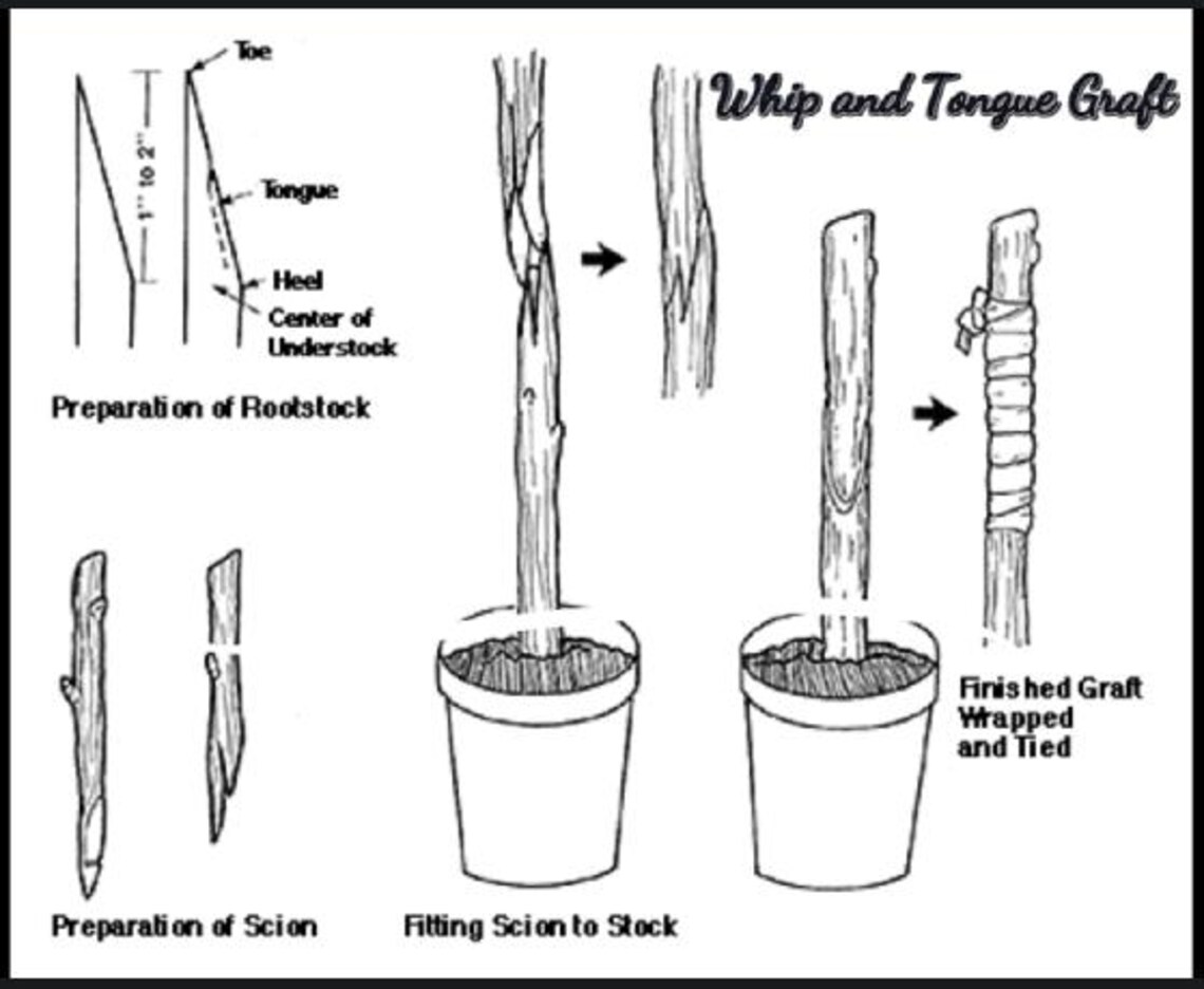 4 Red Delicious Apple Fruit Tree Scion / Cutting / Rooting / Grafting 8 ...