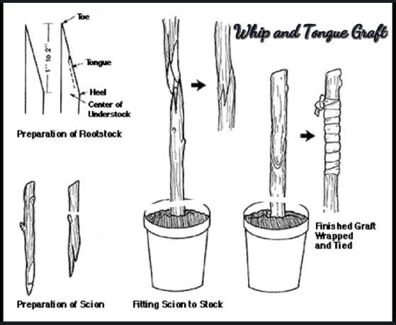 4 Red Delicious Apple Fruit Tree Scion / Cutting / Rooting / Grafting 8 ...