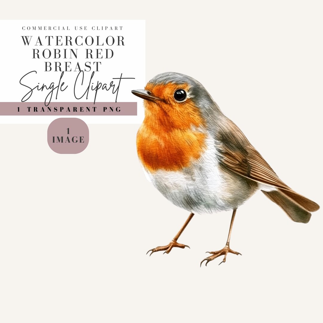 Robin Red Breast Clipart, Watercolor Style, Transparent Background ...