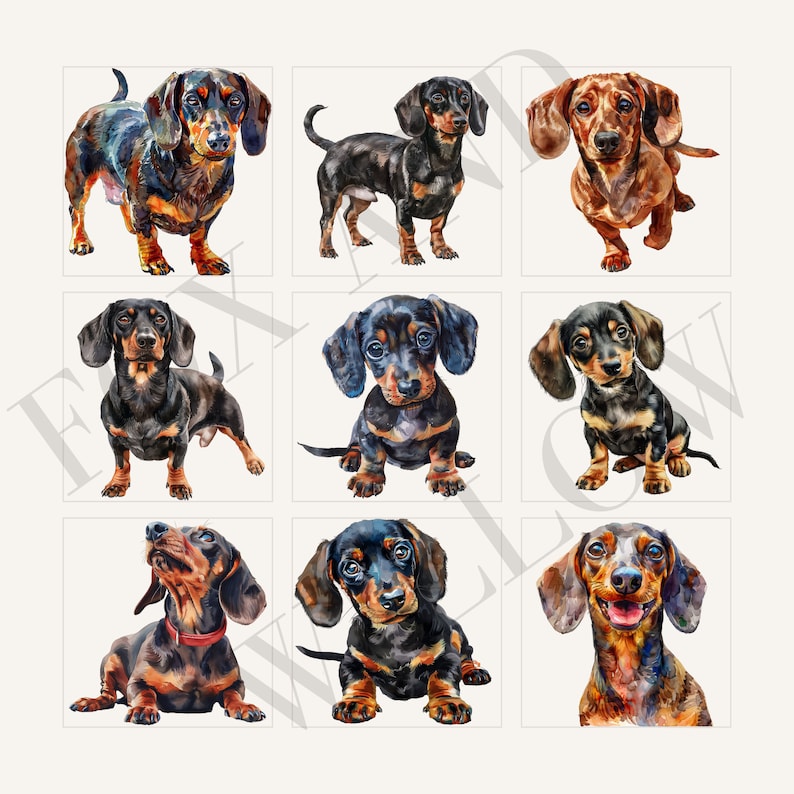 Dachshund Watercolor Clipart, Transparent Commercial Use PNG, Cute ...
