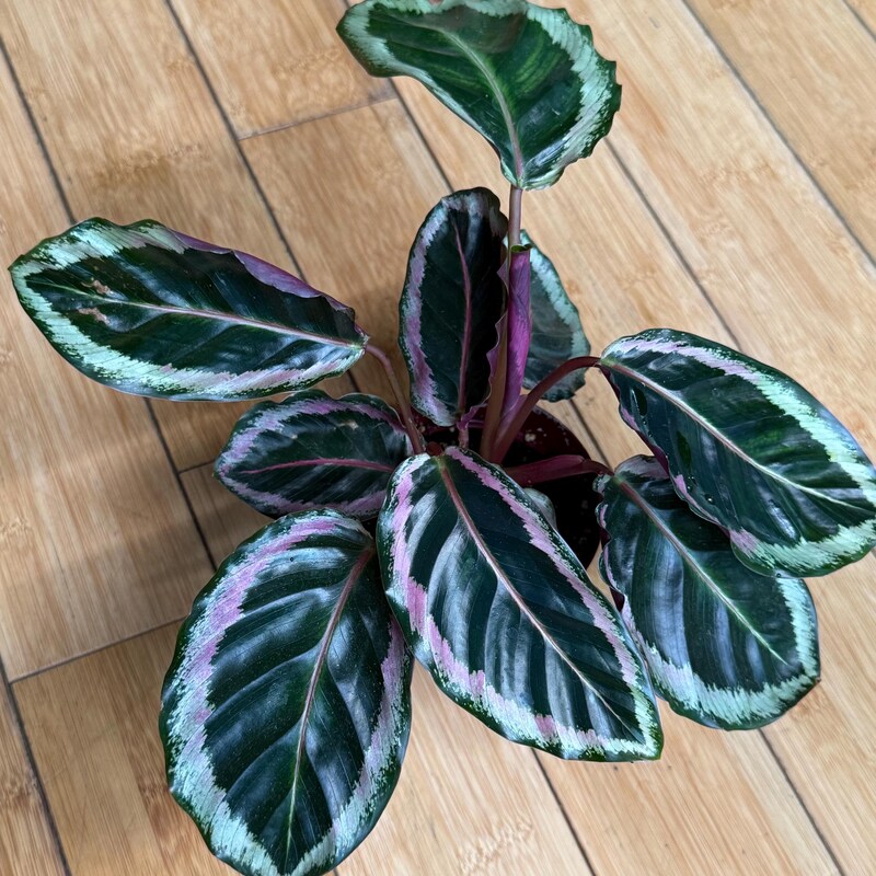 Calathea - Etsy