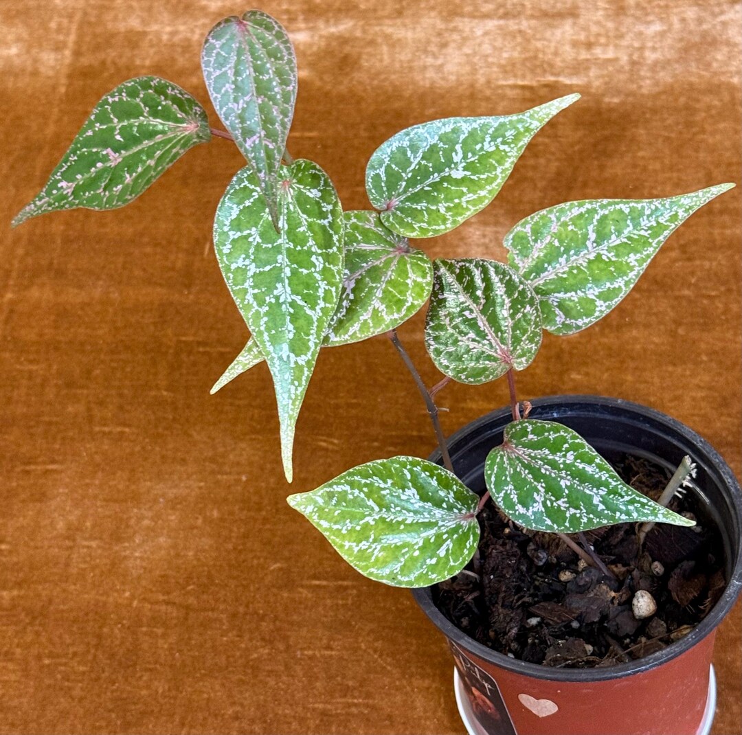 Piper Crocatum ~ Rare Vine - Etsy