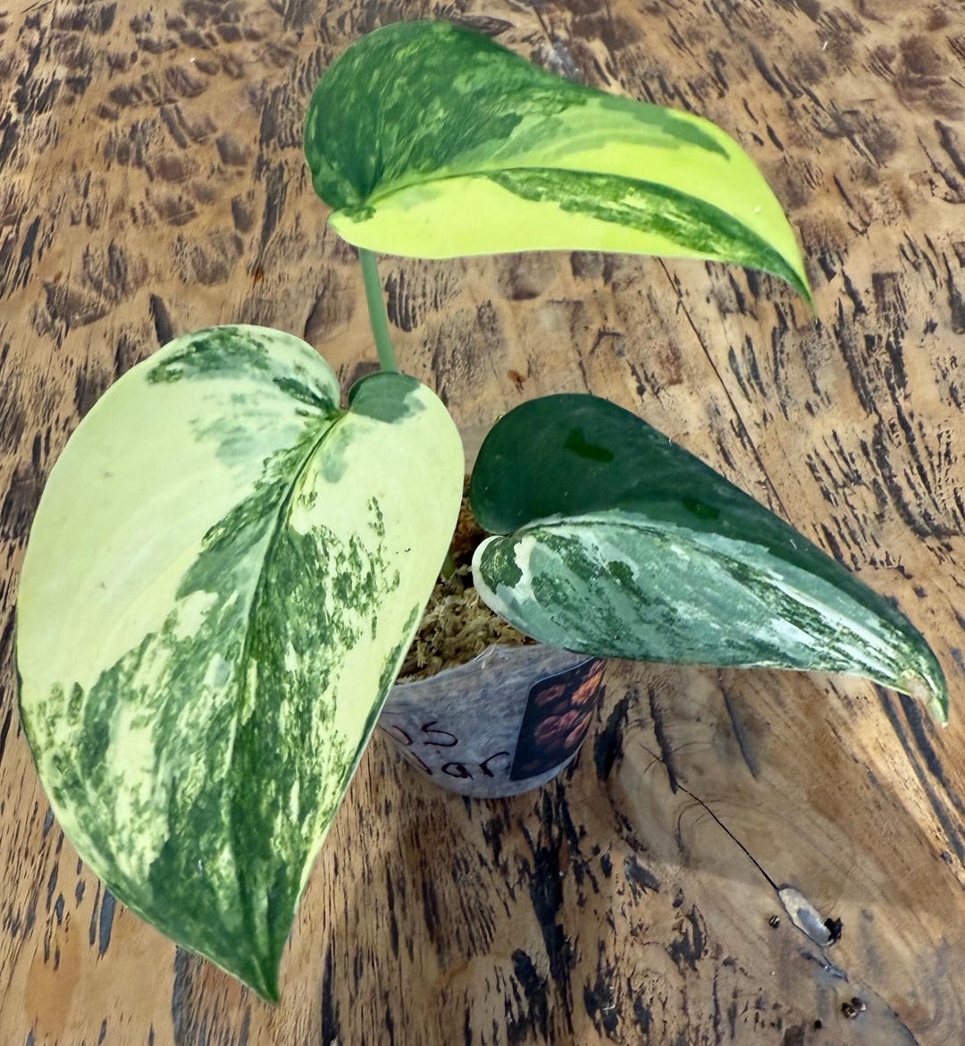Scindapsus Rubicon - Etsy