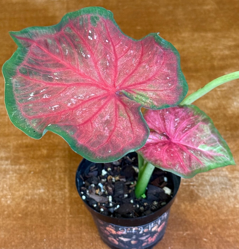 Thai Caladium Rare Plant *in a 4” Pot **ADD ON ONLY** - Etsy