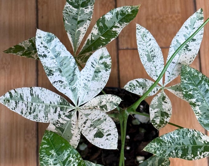 Grafted Variegated Money Tree - Etsy
