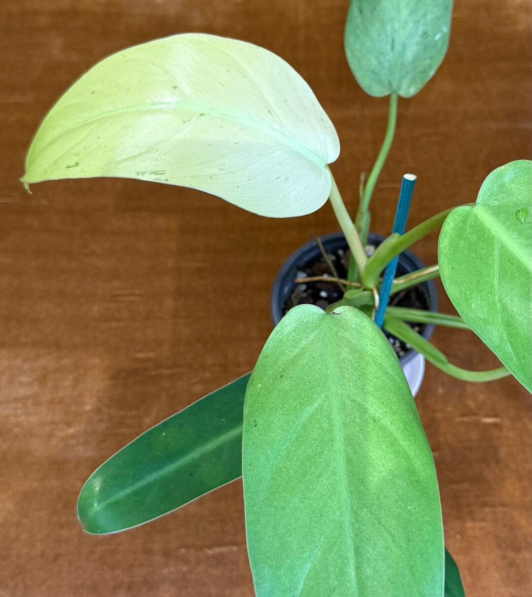 Philodendron Whipple Way~ Full Plant - Etsy