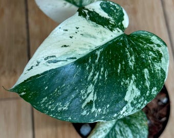US Seller Monstera Deliciosa White Monster large Form Monstera Mint, 1 ...
