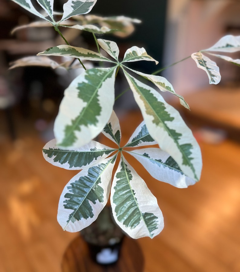 Grafted Variegated Money Tree - Etsy